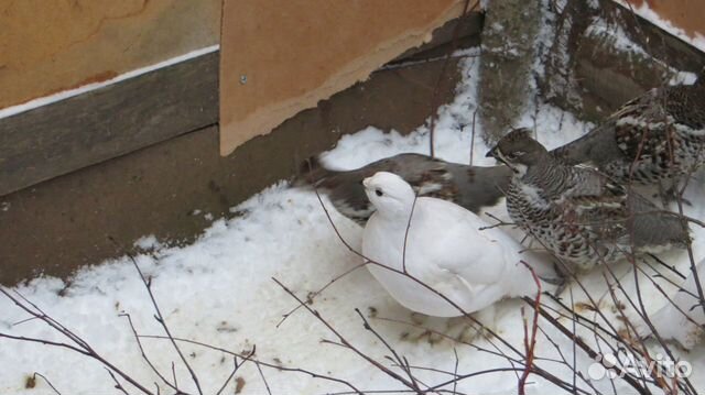 Живые глухари, белые куропатки, тетерева, рябчики