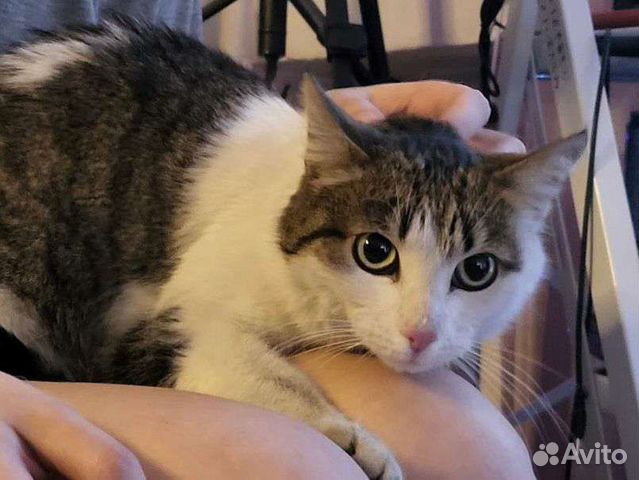 Кошка в дар