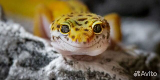 Ящерица эублефар