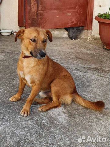 Небольшой песик Микки в поисках дома