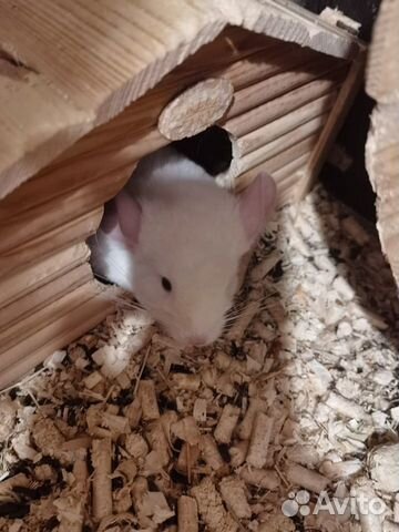 Белоснежная малышка Шуша.на 14 февраля