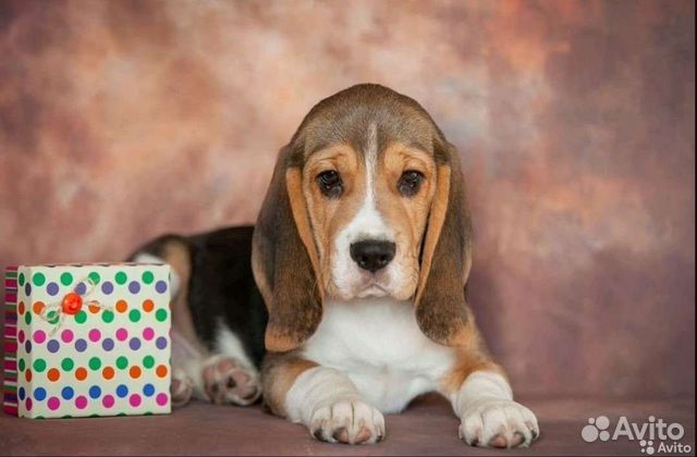 Бигль щенок мальчик РКФ