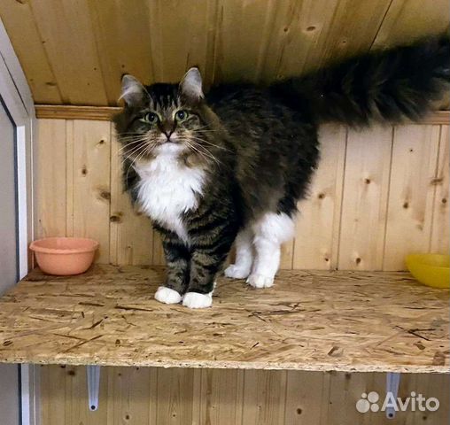 Котик в добрые руки