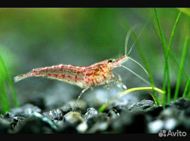 Продам аквариум