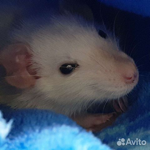 Крыса дамбо с клеткой