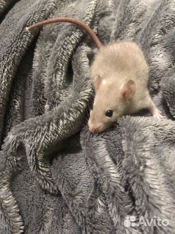 Сиамские крысята