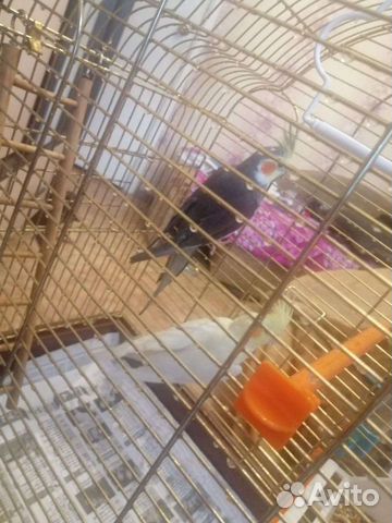 Продам пару попугаев Корелла с клеткой