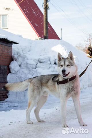 Пёс Рэй в добрые руки