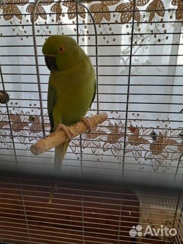 Попугай ожереловый самка с клеткой