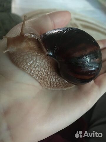 Улитки ахатины