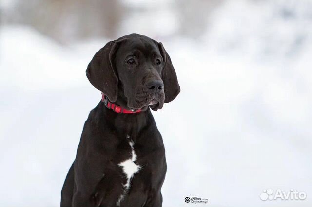 Немецкий дог чёрные суки. Канарский дог щенки