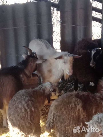 Барашки и козочки
