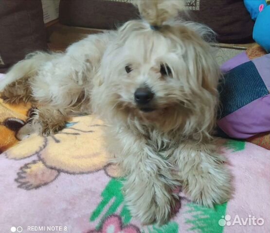 Зефирка, типаж болонки в добрые руки