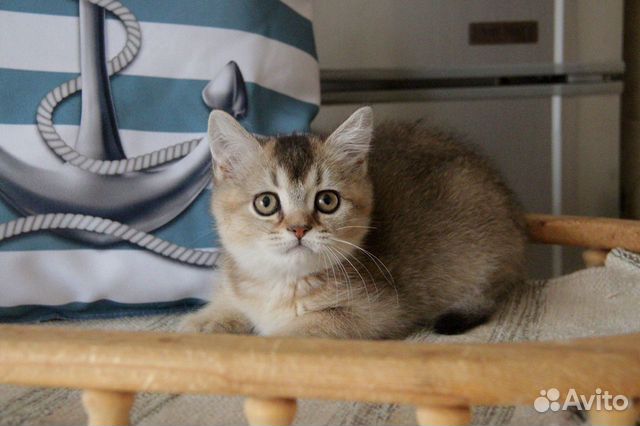 Черный тикированный котик Агат