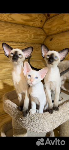 Ориентальные котята SoloOrio Betty