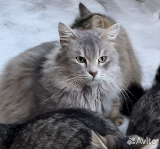 Малыш замерзает и ищет добрые руки и дом