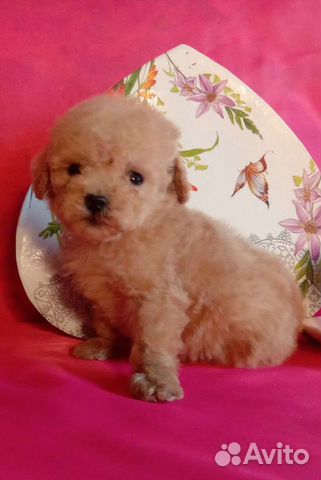 Очаровательная тоечка