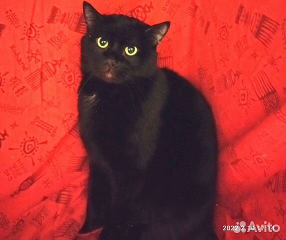 Серьёзный парень Пухляш