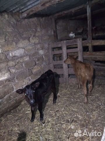 Продаются две телечки и один бычек