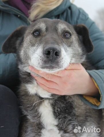 Среднеазиатская овчарка