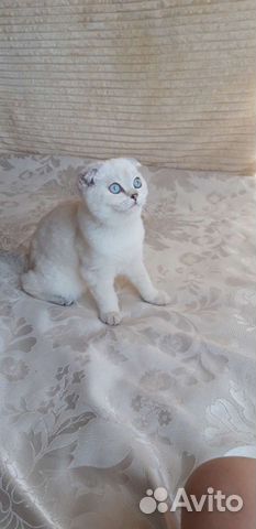 Британские котята, возраст-4 месяца