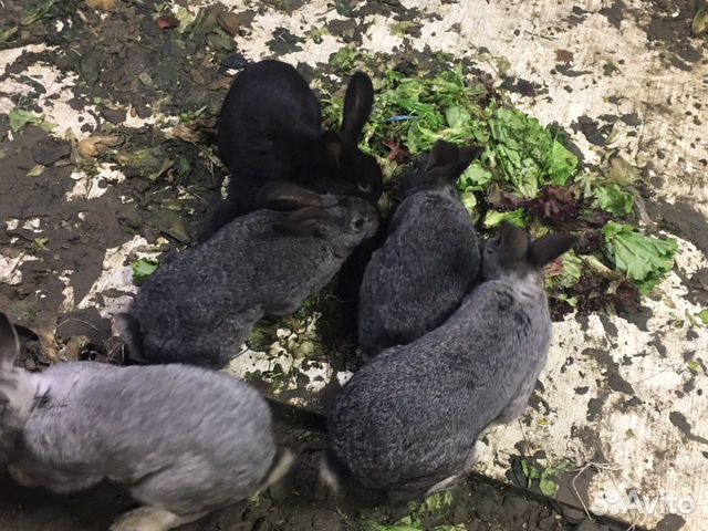 Кролики великаны