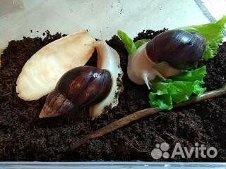 Улитки ахатины бесплатно