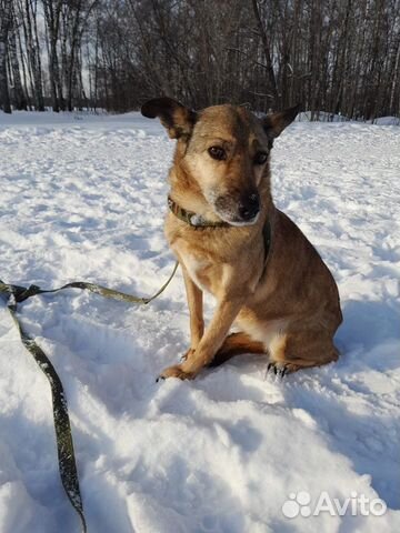 Собака в добрые руки. Умичка Лиля ищет семью