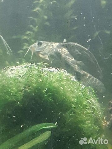 Аквариумные рыбки