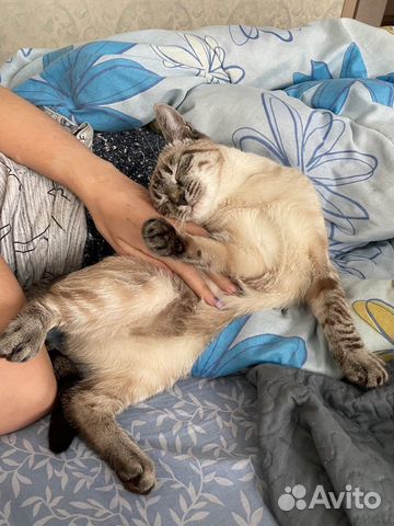 Отдам в самые добрые руки любимого питомца