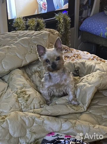 Продается Йоркширский терьер девочка