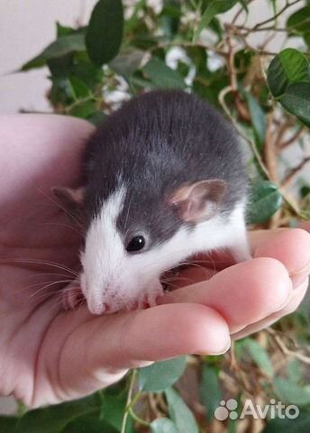 Декоративная крыса