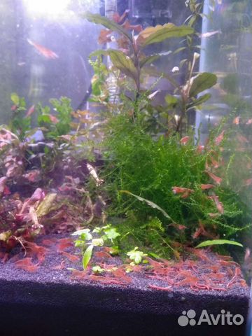 Креветки вишни