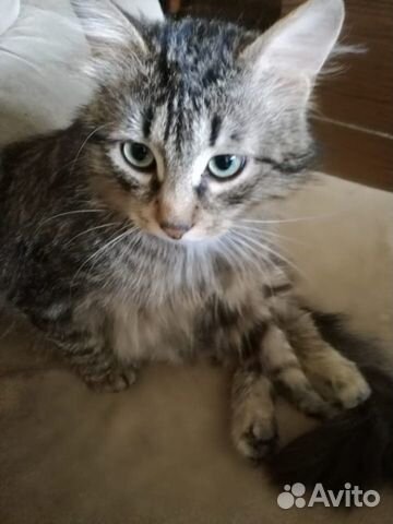 Кот Тихон ищет дом