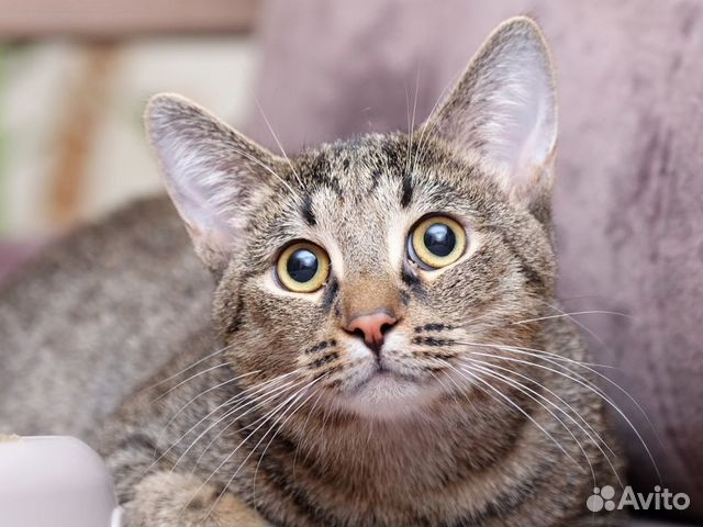 Котик 8 месяцев