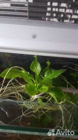 Эхинодорус тропика