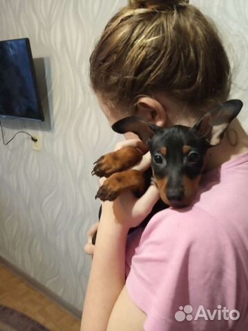 Цвергпинчер