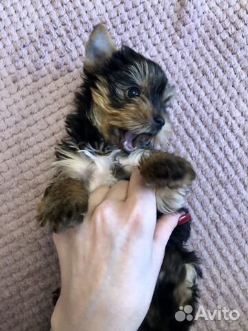 Йоркширский терьер щенки