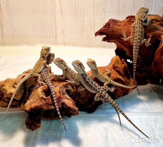 Бородатая агама