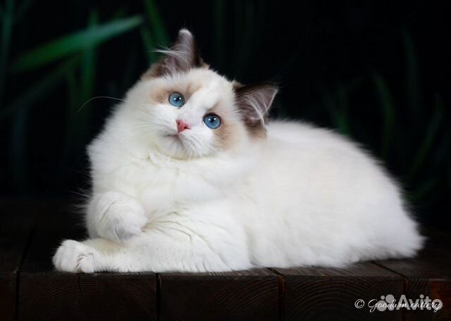 Котенок рэгдолл