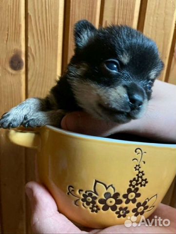 Мини той-терьер щенки продажа