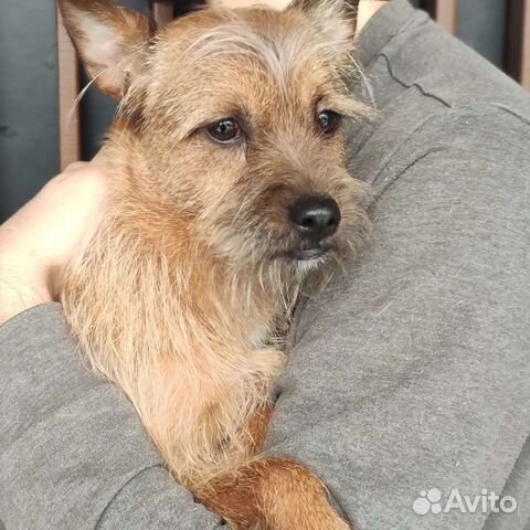 Московский дракон