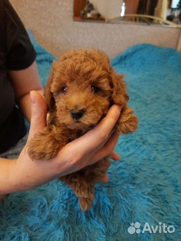 Той Пудель Девочка красная красавица