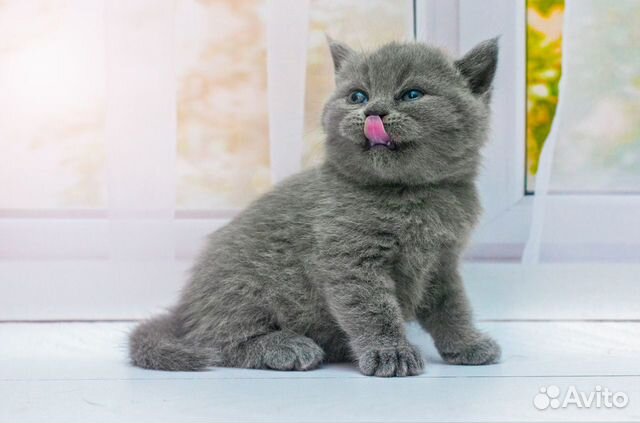Британский котенок Ричард 1,5 мес