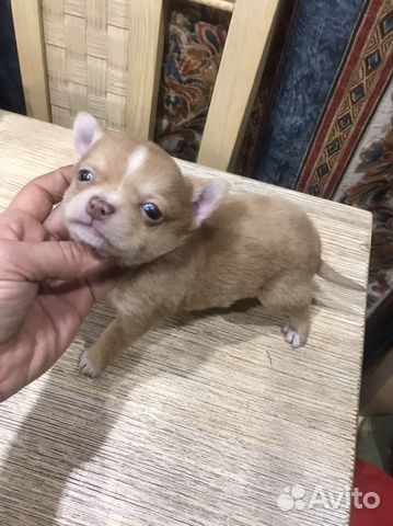 Чихуахуа красный мерль Тигр