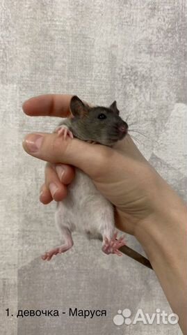 Декоративные крысята