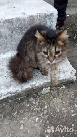 Слепая кошечка погибает на улице