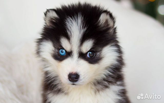 Мальчик Разноглазый Плюшик