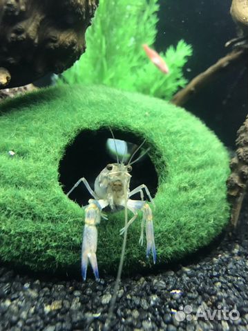 Отдам двух раков