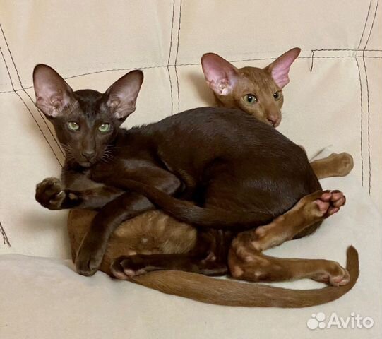 Ориентальные котята